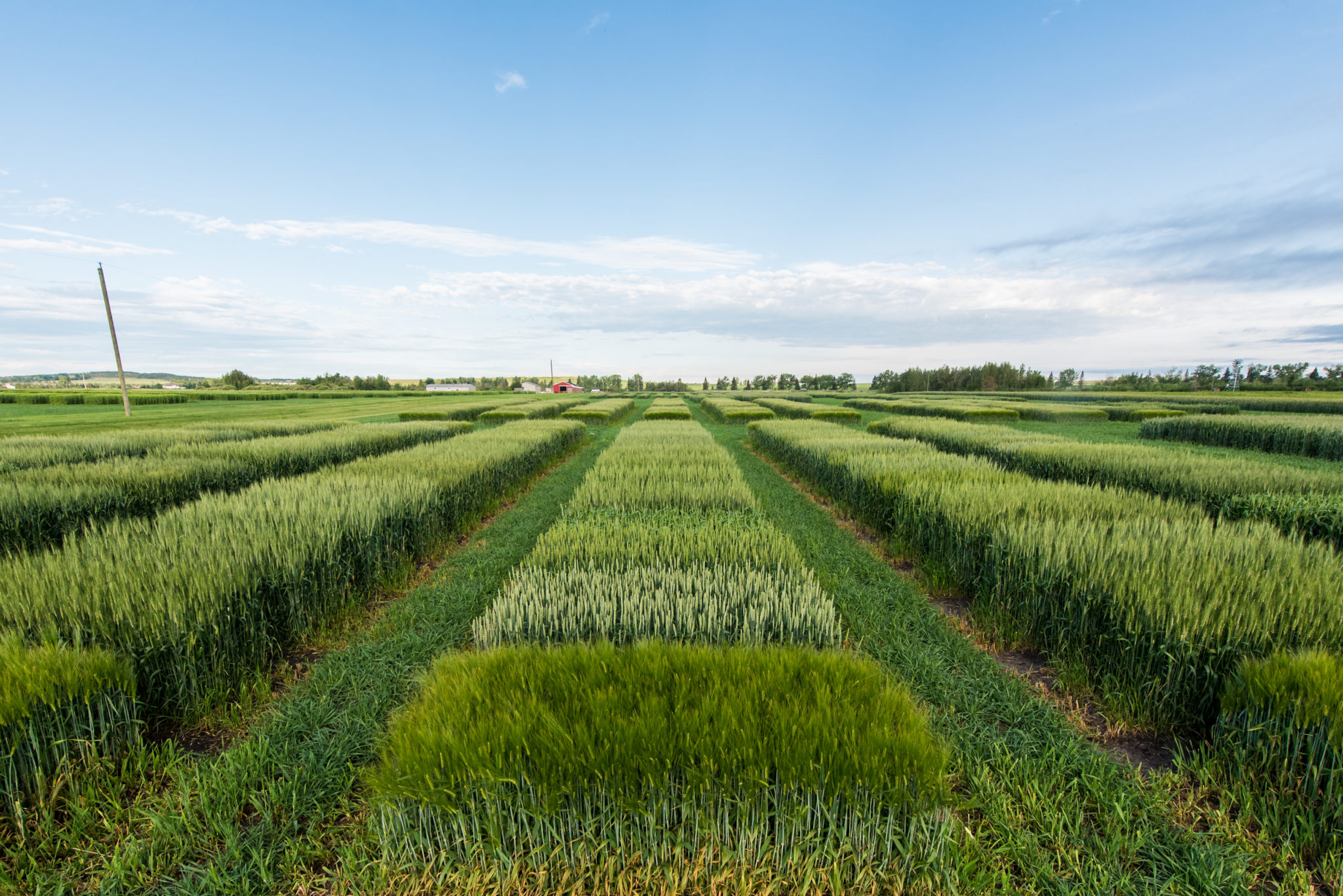 About Us – Alberta-British Columbia Seed Growers